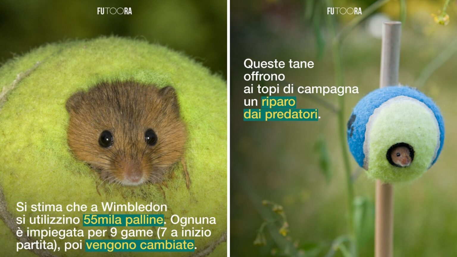 A Wimbledon le palline da tennis diventano case per topolini • Futoora