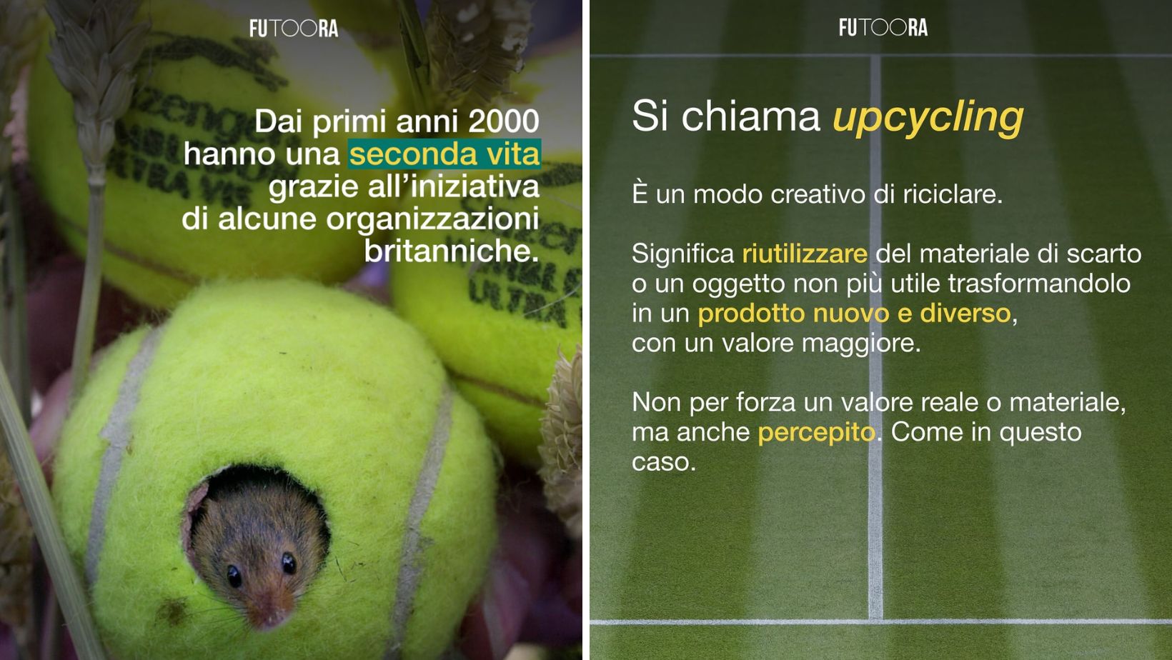 A Wimbledon le palline da tennis diventano case per topolini • Futoora